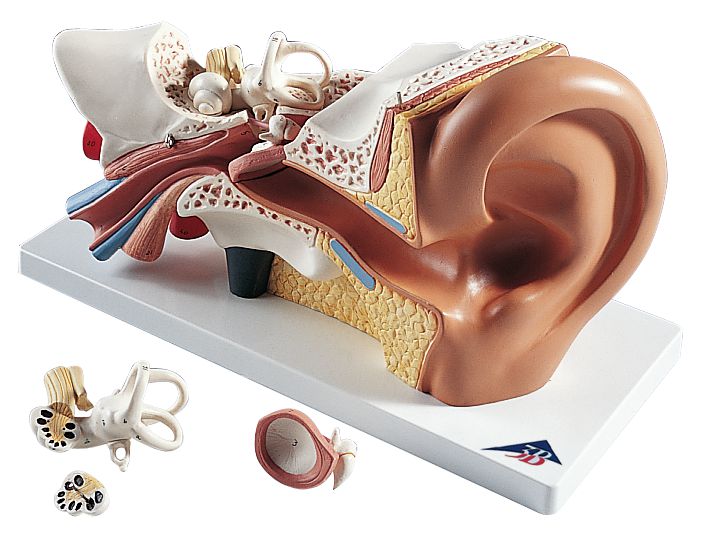Maquette anatomique 3D de l'oreille humaine | Securimed